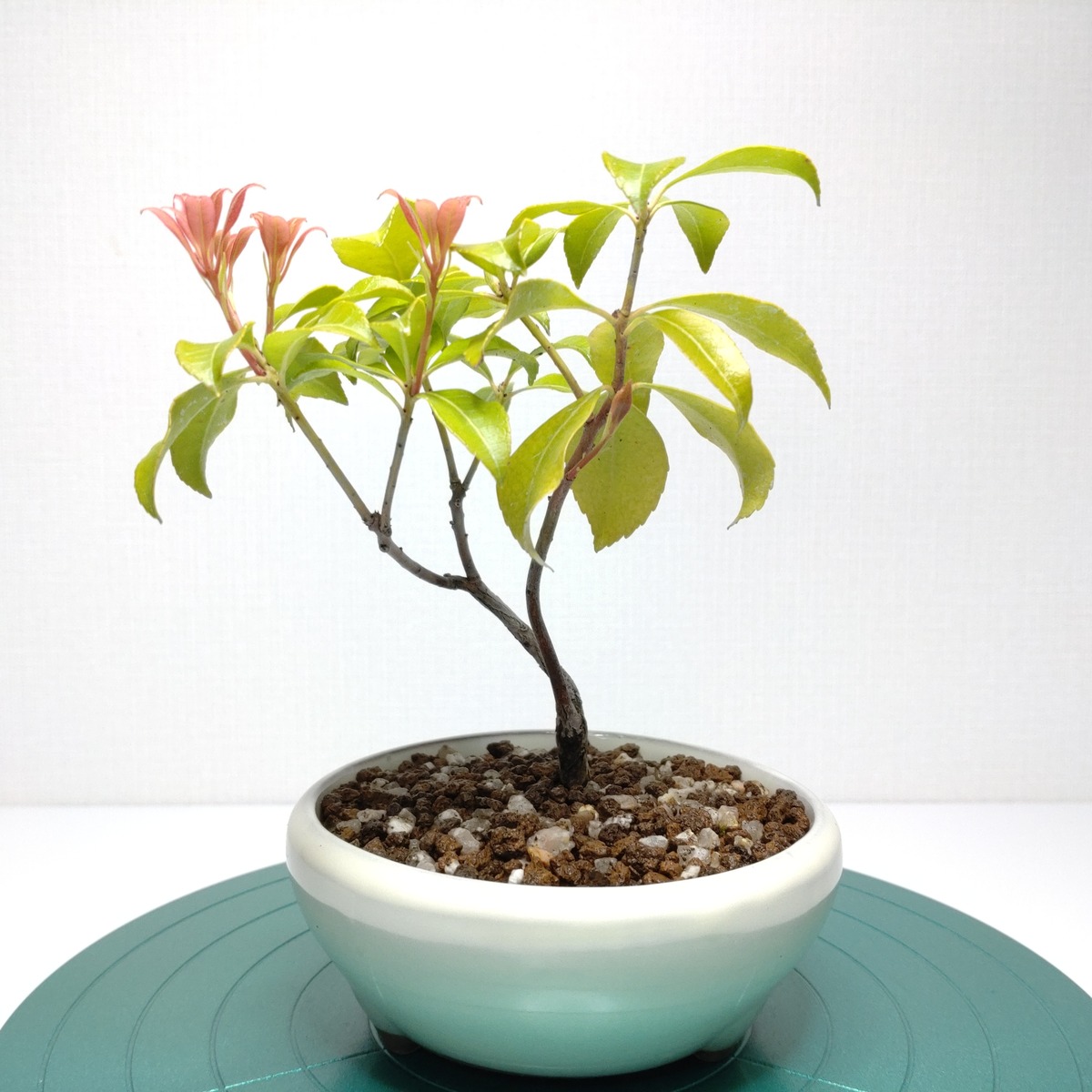 馬酔木（アセビ）盆栽 S010 | 盆栽創【Bonsaisou】