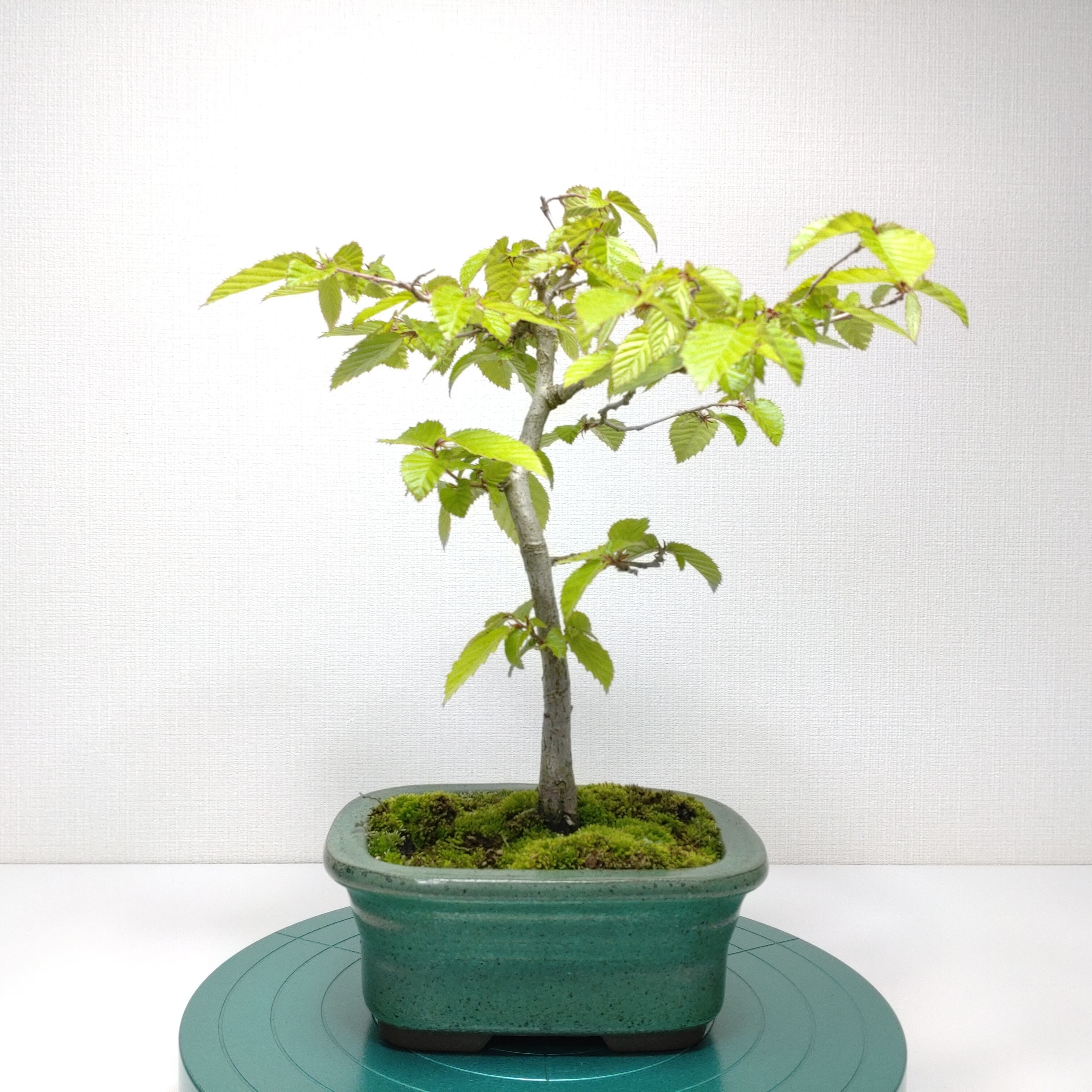 白四手（シロシデ）盆栽 S006 | 盆栽創【Bonsaisou】