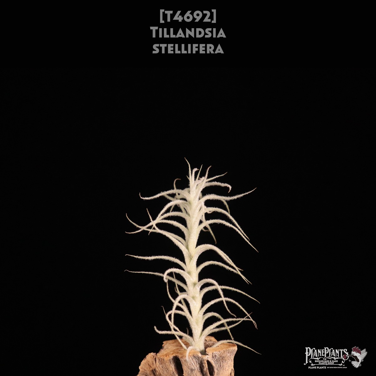 【送料無料】stellifera〔エアプランツ〕現品発送T4692 | plane plants