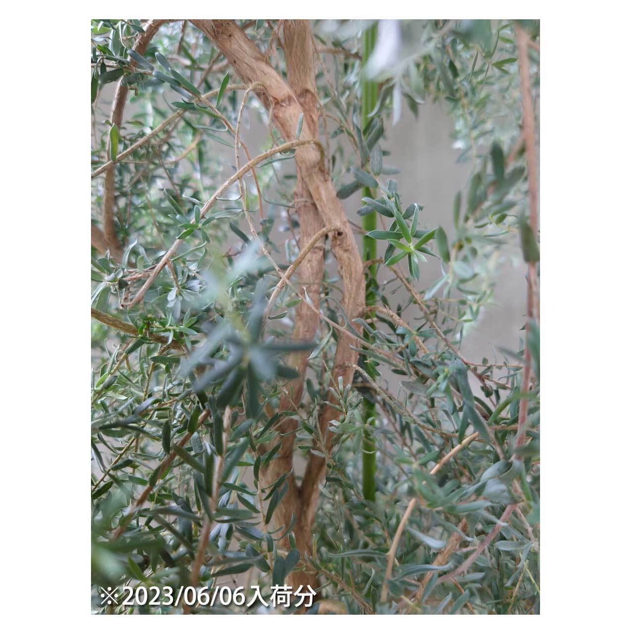 White tea tree | Seeding