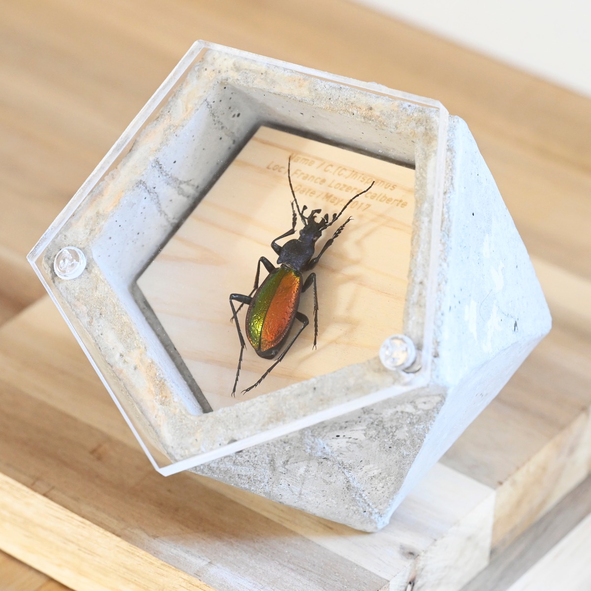 BUG STONE /ヒスパヌスコガネオサムシ | BUGS-DESIGN