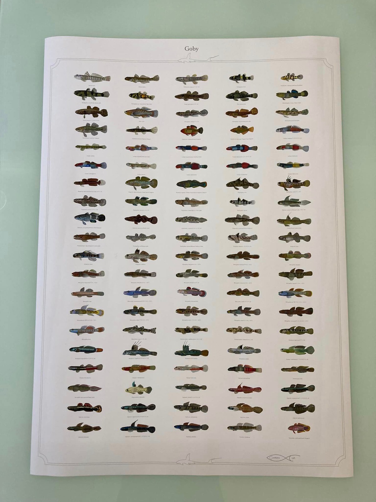Goby Drawing A1 Poster | Osakanacraft