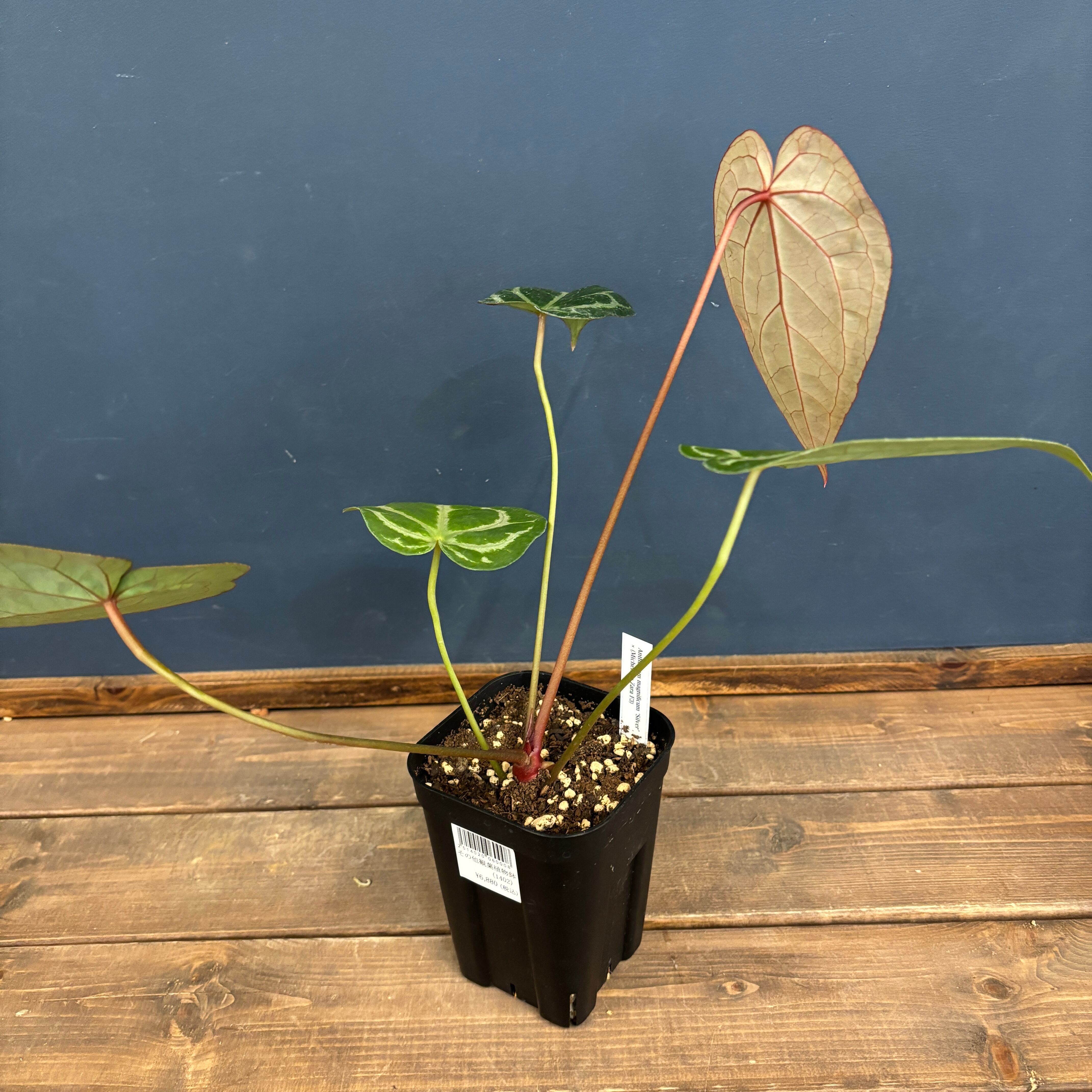 アンスリウム magnificam 'Silver' × (Michell × Zara F3)【610】 | PROTOLEAF プロトリーフ