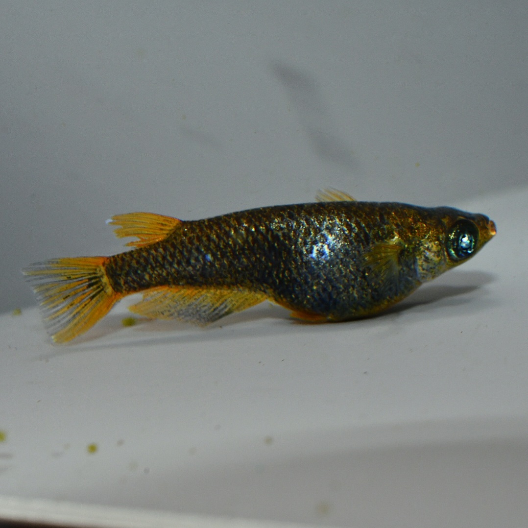 生体販売 | 目高工房江戸