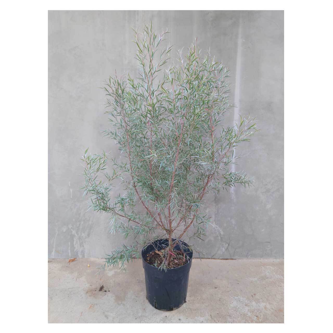 Silver tea tree | Seeding