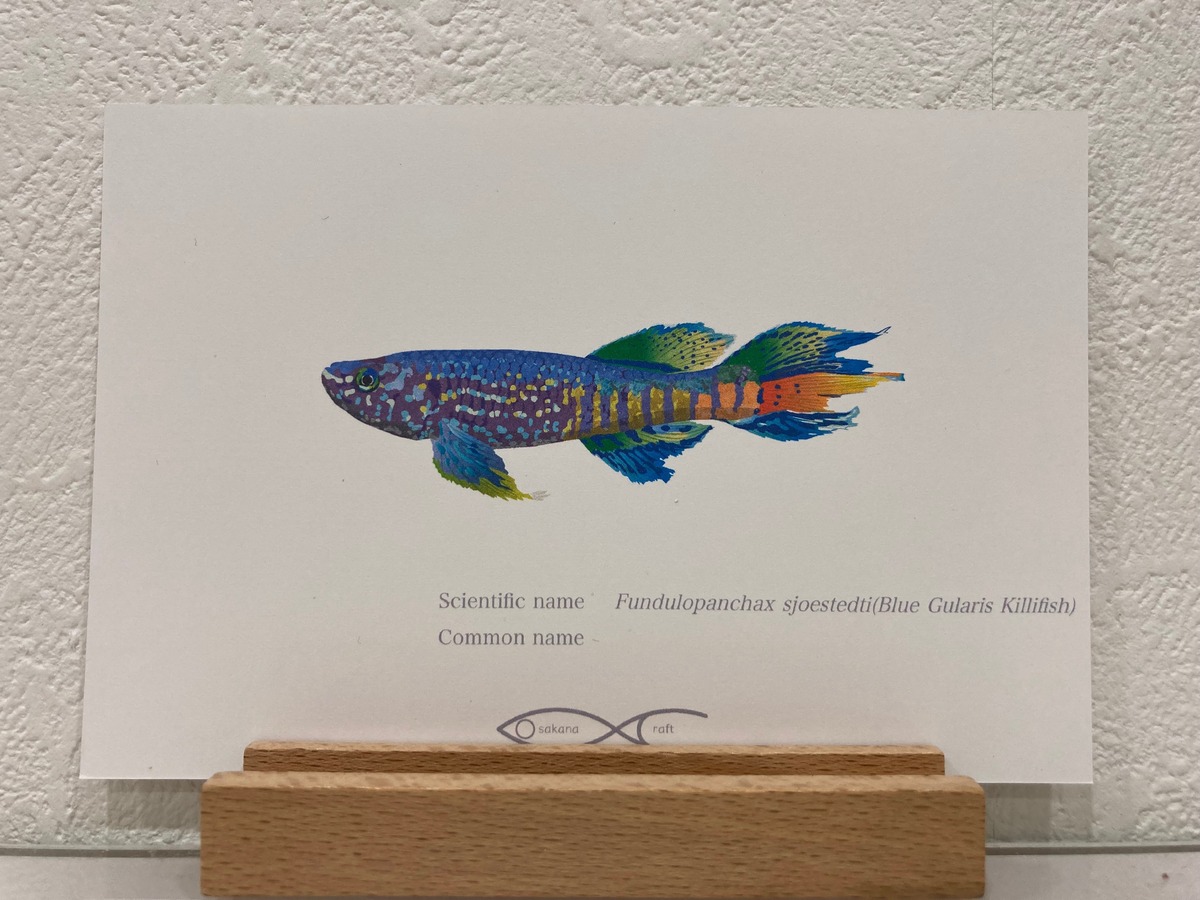 Fundulopanchax sjoestedti(Blue Gularis Killifish) Drawing Postcard ...