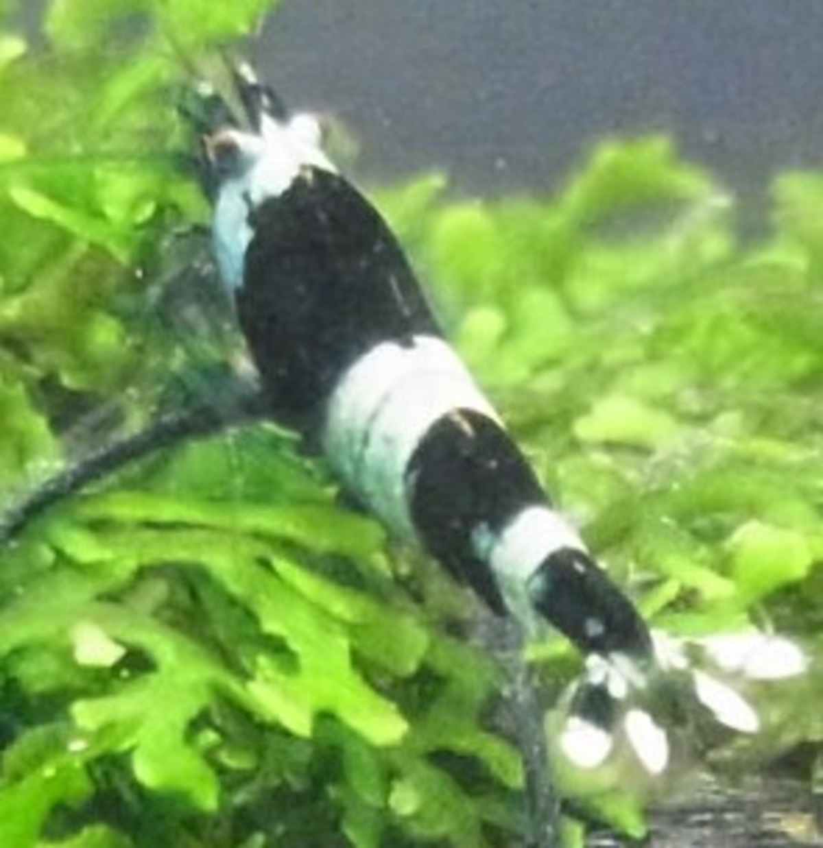 ブラック ビーシュリンプノーマルタイプ | 新潟NGBR