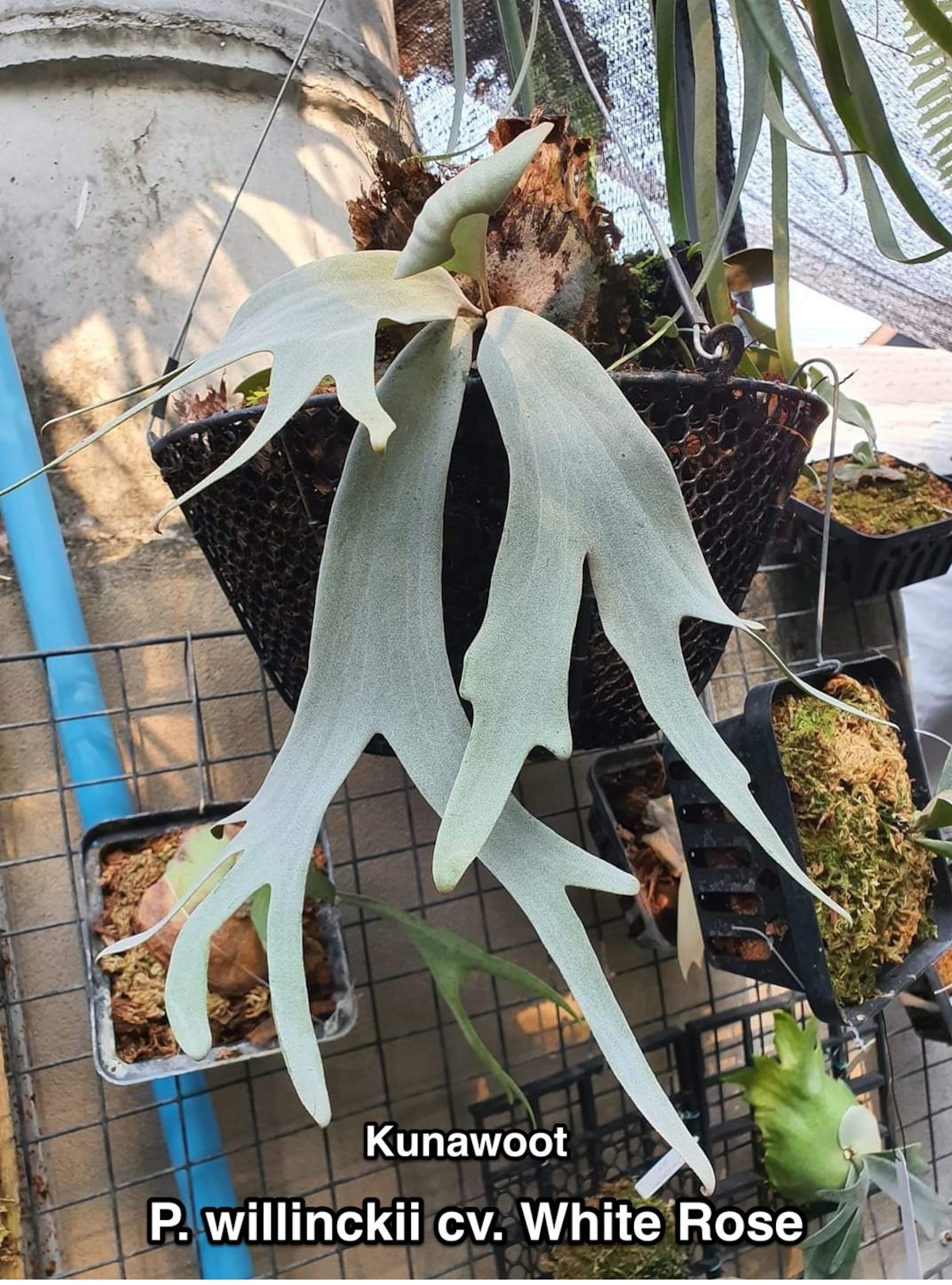 P.Willinckii cv. White Rose【artPLANTs】ビカクシダ/Platycerium | artPLANTs （アートプランツ）