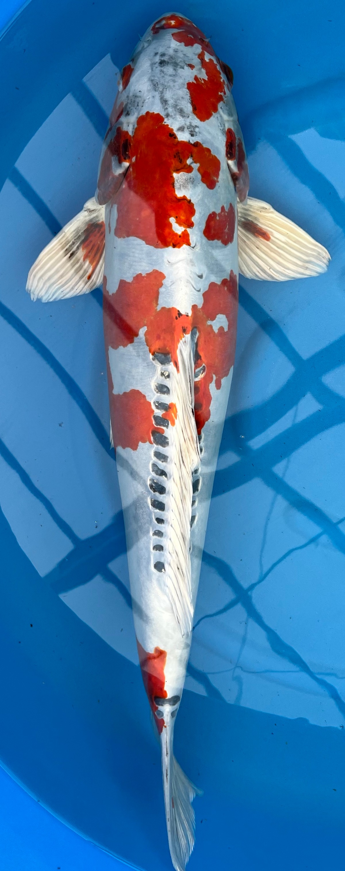 錦鯉【NISHKIGOI】／ドイツ孔雀【DOITSU KUJYAKU】／About 58cm／Male／Domestic Shipping ...