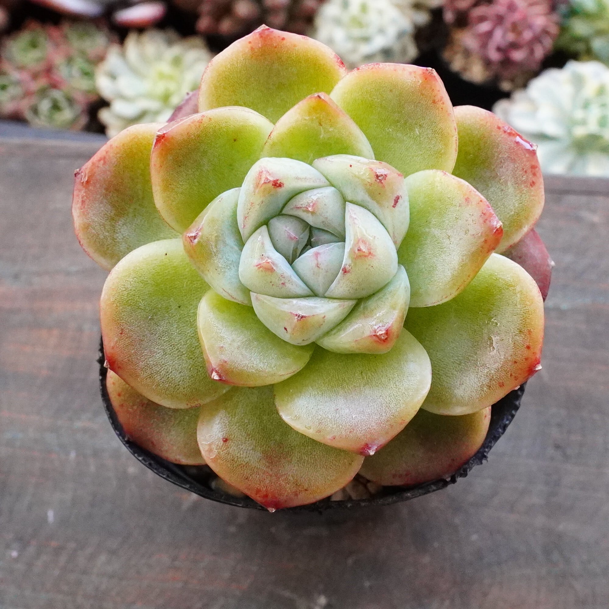 【丸葉アルバビューティー 1】韓国多肉の原点 可愛い エケベリア | E-TANIKU