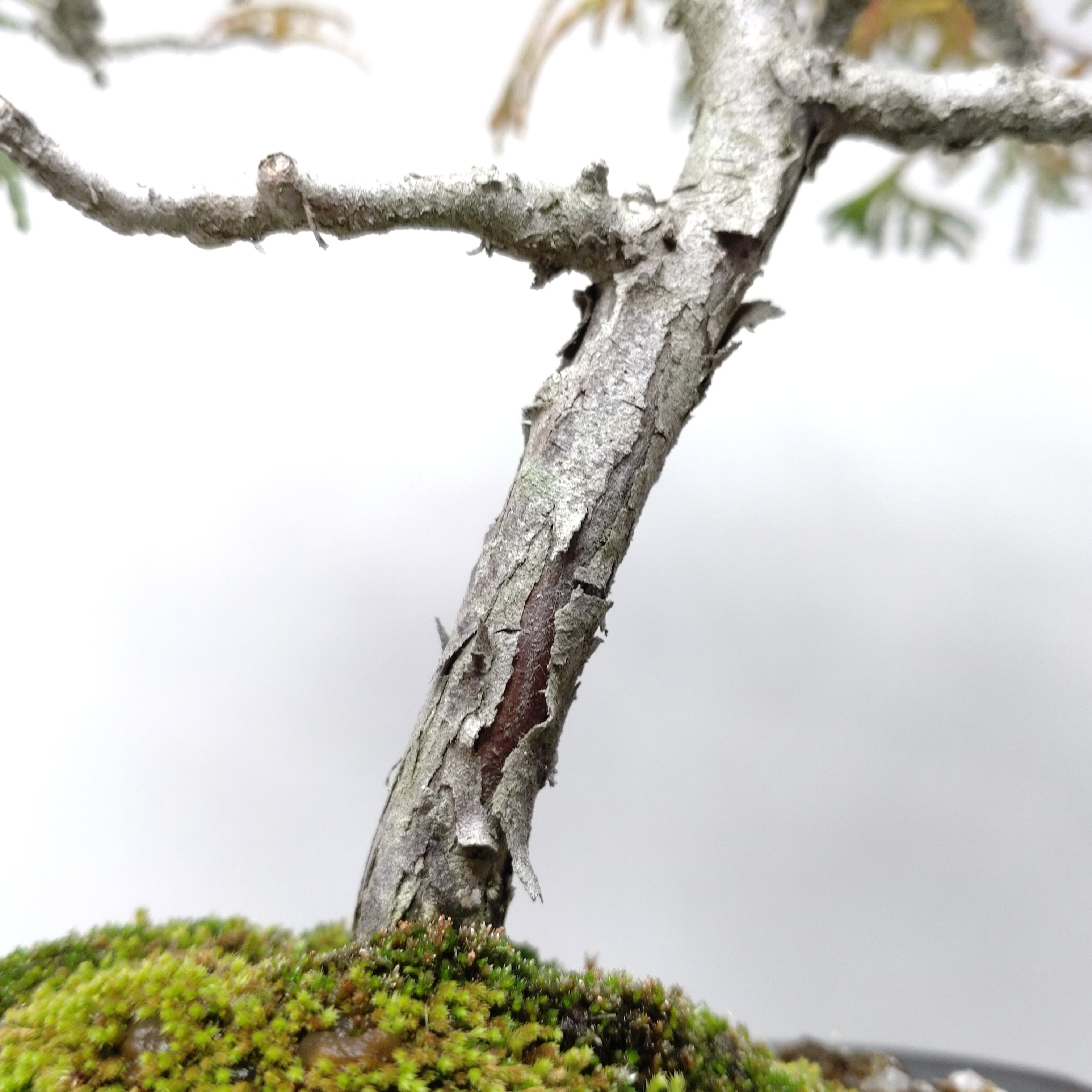 檜（ヒノキ）盆栽 S007 | 盆栽創【Bonsaisou】