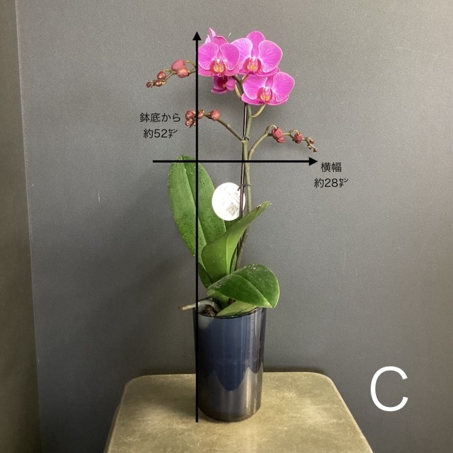 【母の日ギフト】【おしゃれ オシャレなインテリア】胡蝶蘭 こちょうらん コチョウラン rantoシリーズ Lサイズ(1542) | hanabisou