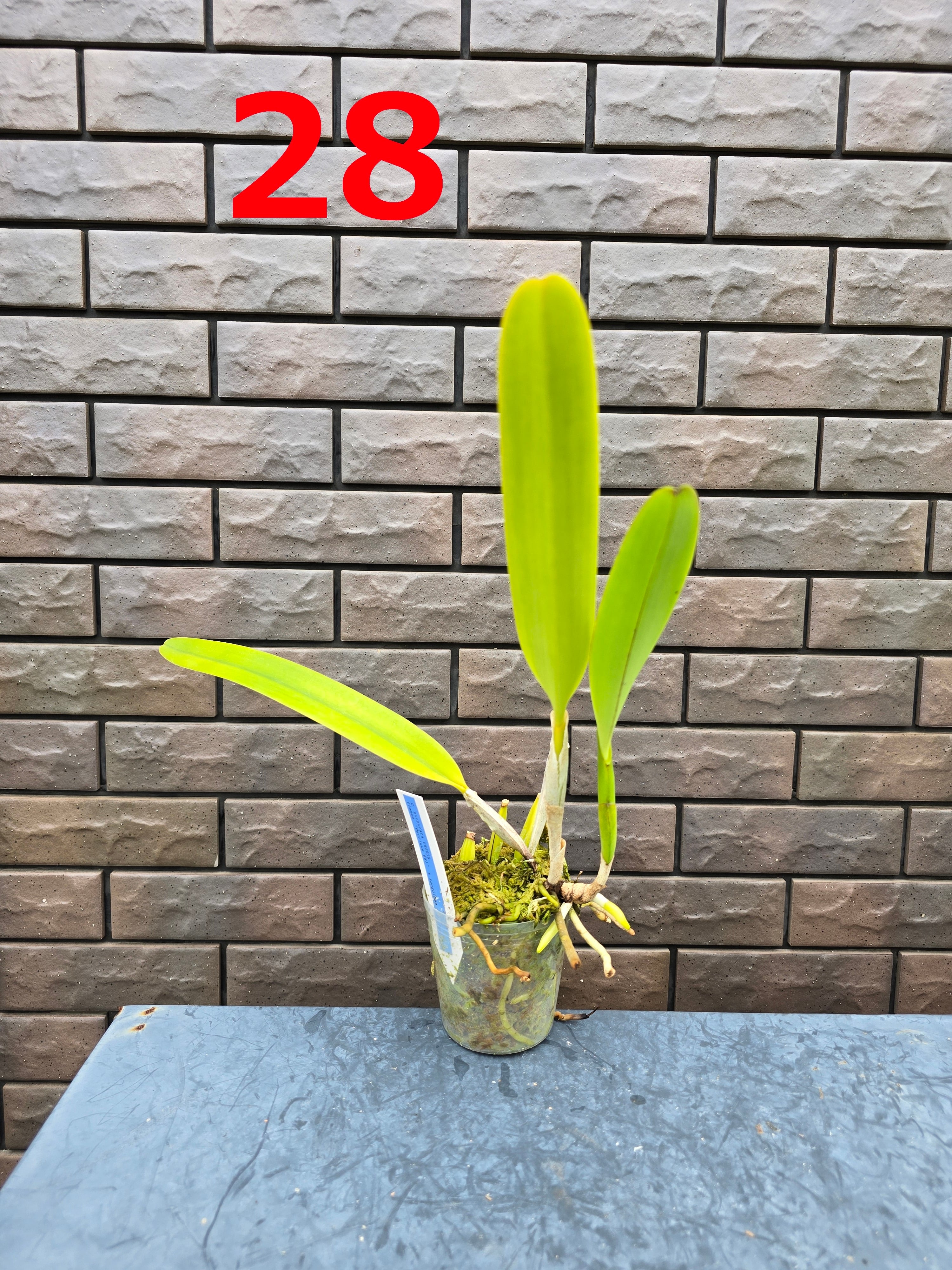 C. purpurata CG2038 (flamea 'Henrique 681' x sanguinea 'Perfecta') | mytorchid