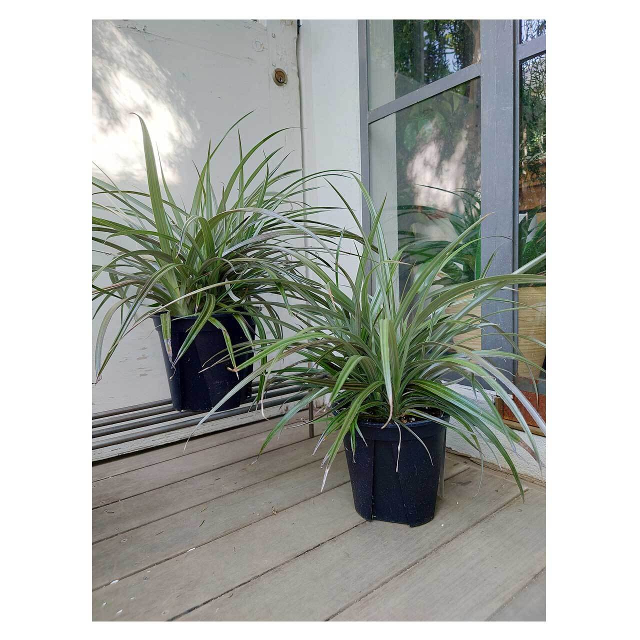 Astelia nervosa 'Westland' | Seeding