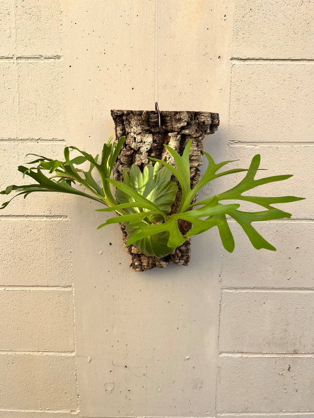 P.Kitshakood | libplants