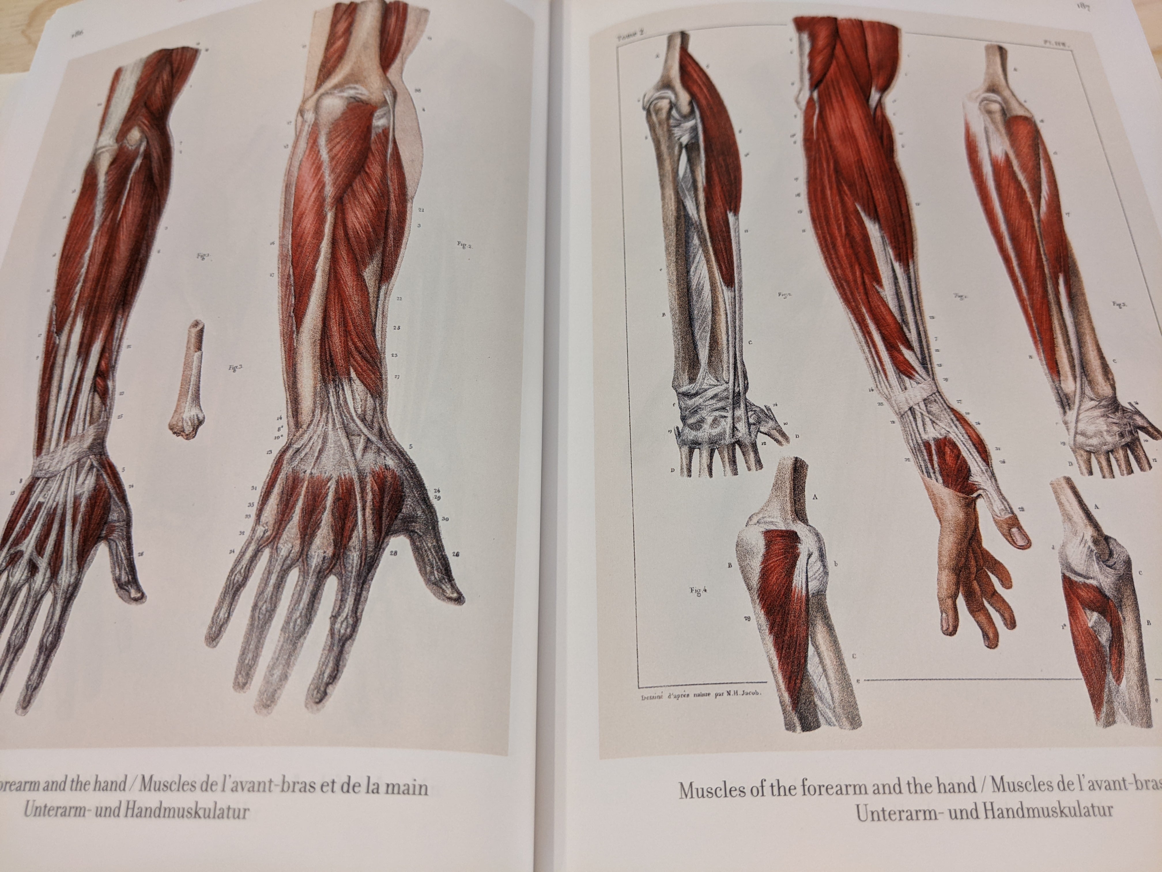 Bourgery. Atlas of Human Anatomy and Surgery | Photobooks on the Road
