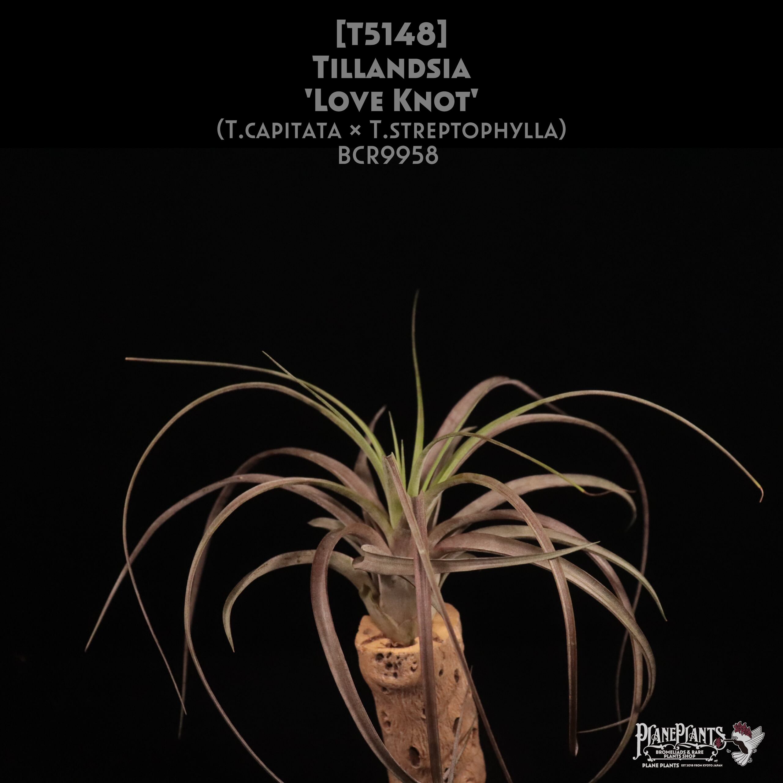 【送料無料】'Love Knot'〔エアプランツ〕現品発送T5148 | plane plants