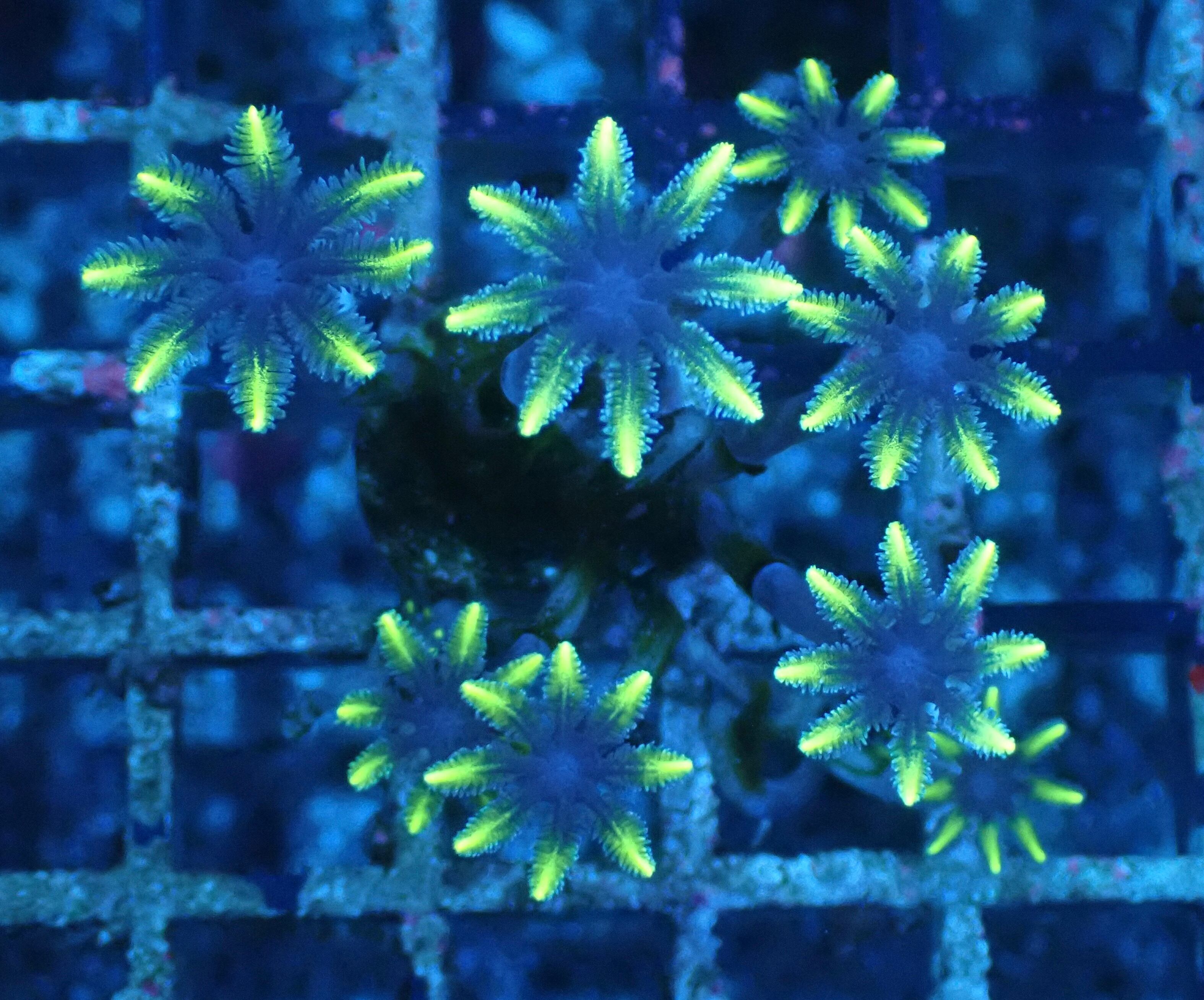 Clove Polyp Frag 6 | Pay ID