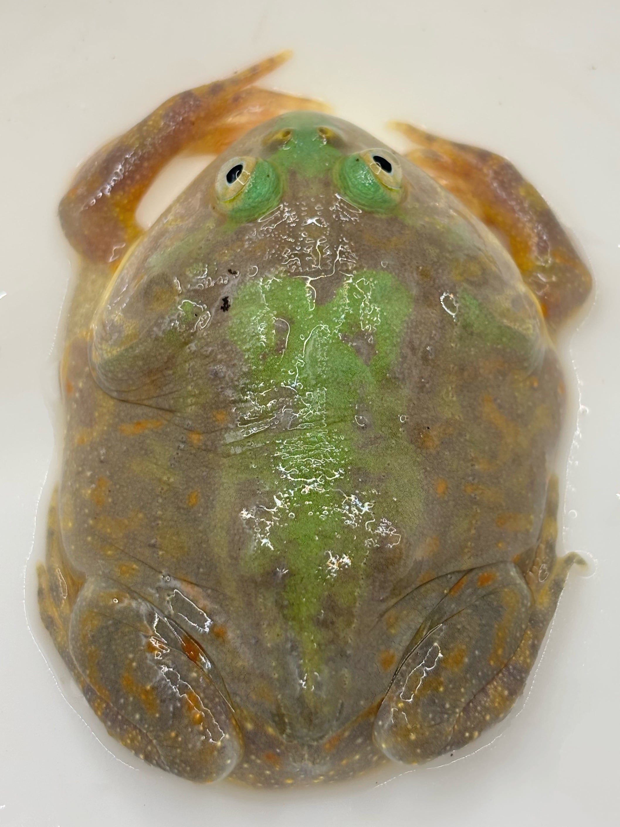 バジェットフロッグ② 1匹 | まるころ商店〜まるくてころころした生き物を販売するお店〜