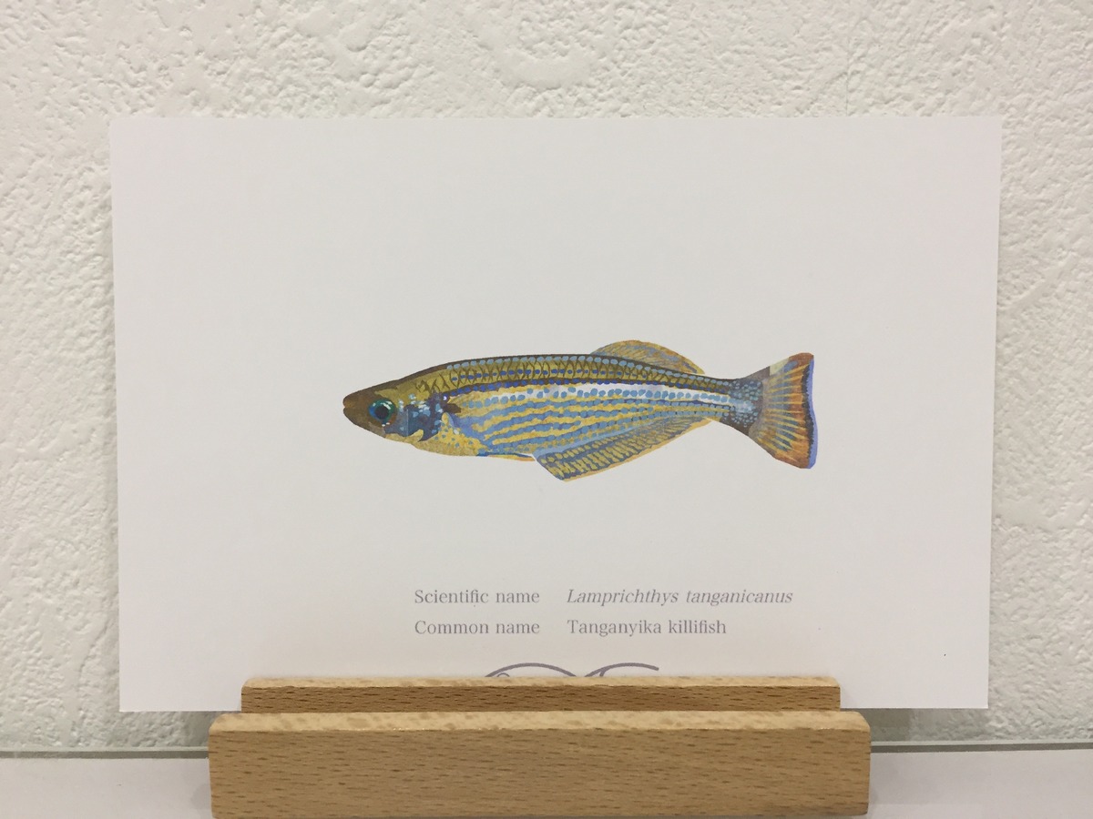 Lamprichthys tanganicanus(Tanganyika killifish) Drawing Postcard ...