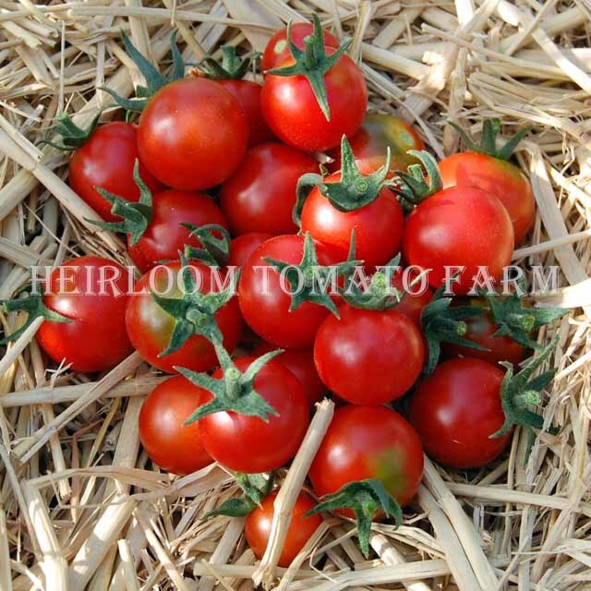 Blue Tomato INDIGO Blue Angel ブルートマト・インディゴ・ブルー・エンジェル＊2015新品種 | Heirloom ...