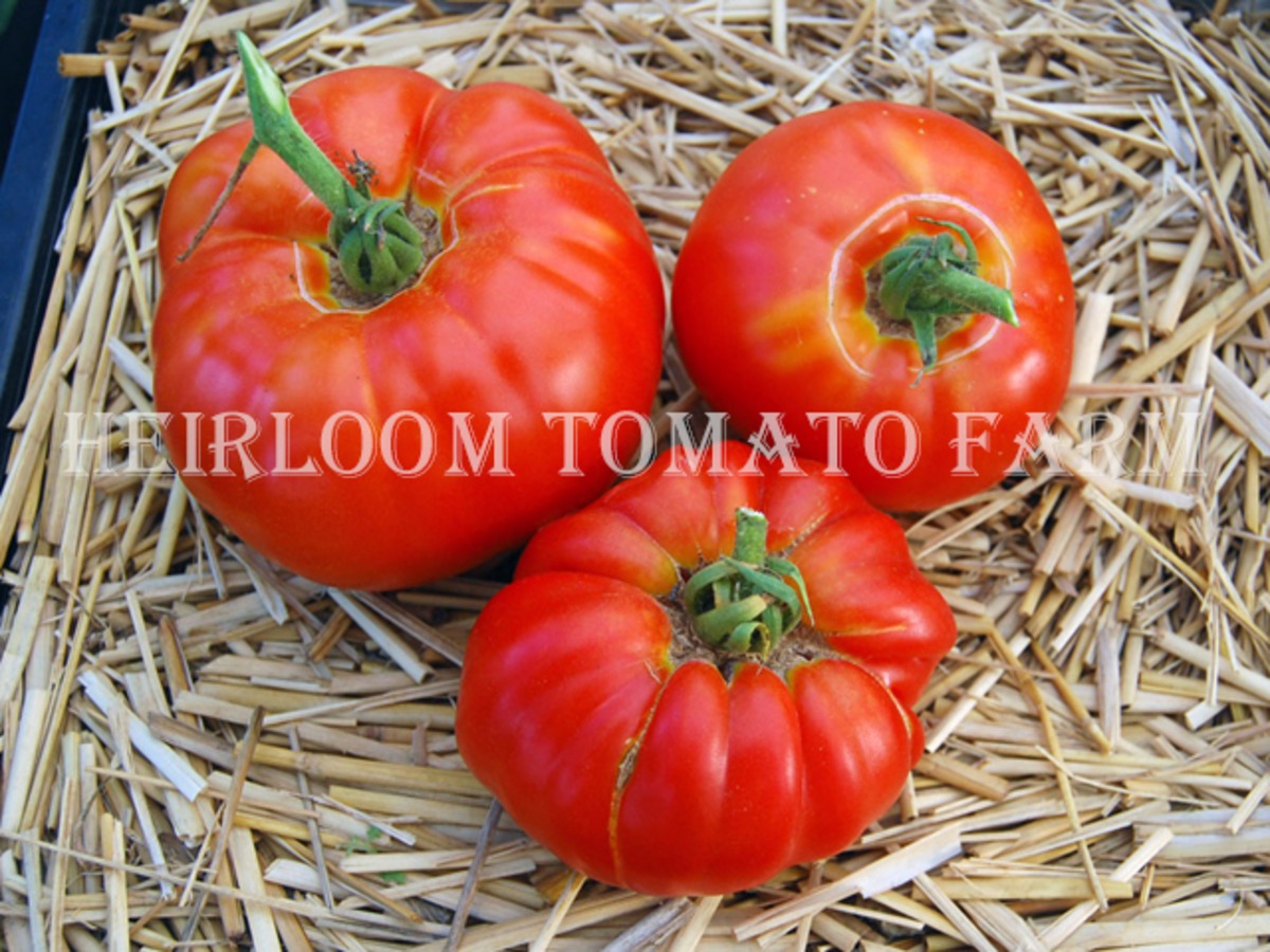 Heirloom Tomato® Gigantomo エアルーム・トマト・ギガントモ | Heirloom Tomato Farm