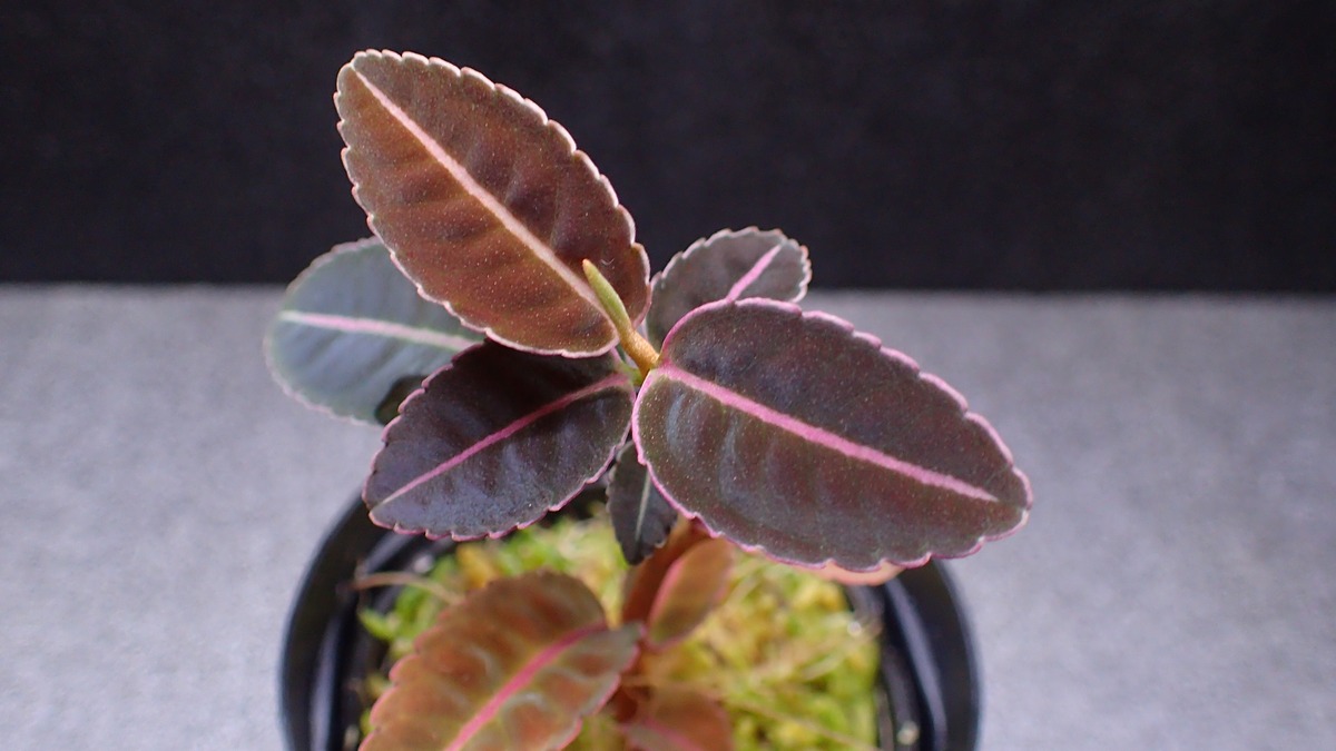 Labisia sp Riau sumatera③ 1株 | 熱帯植物 水草