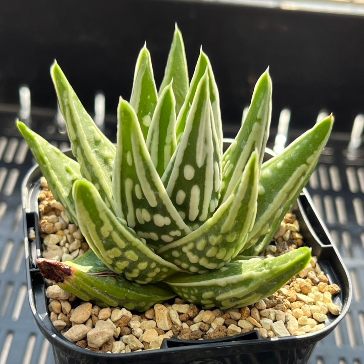 ハオルチア 天使の泪 親株サイズ | mocono_plants