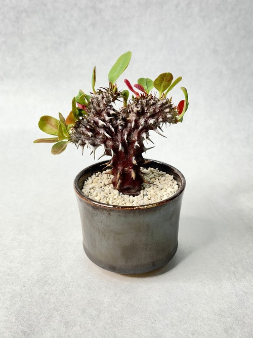 ユーフォルビア | trigger