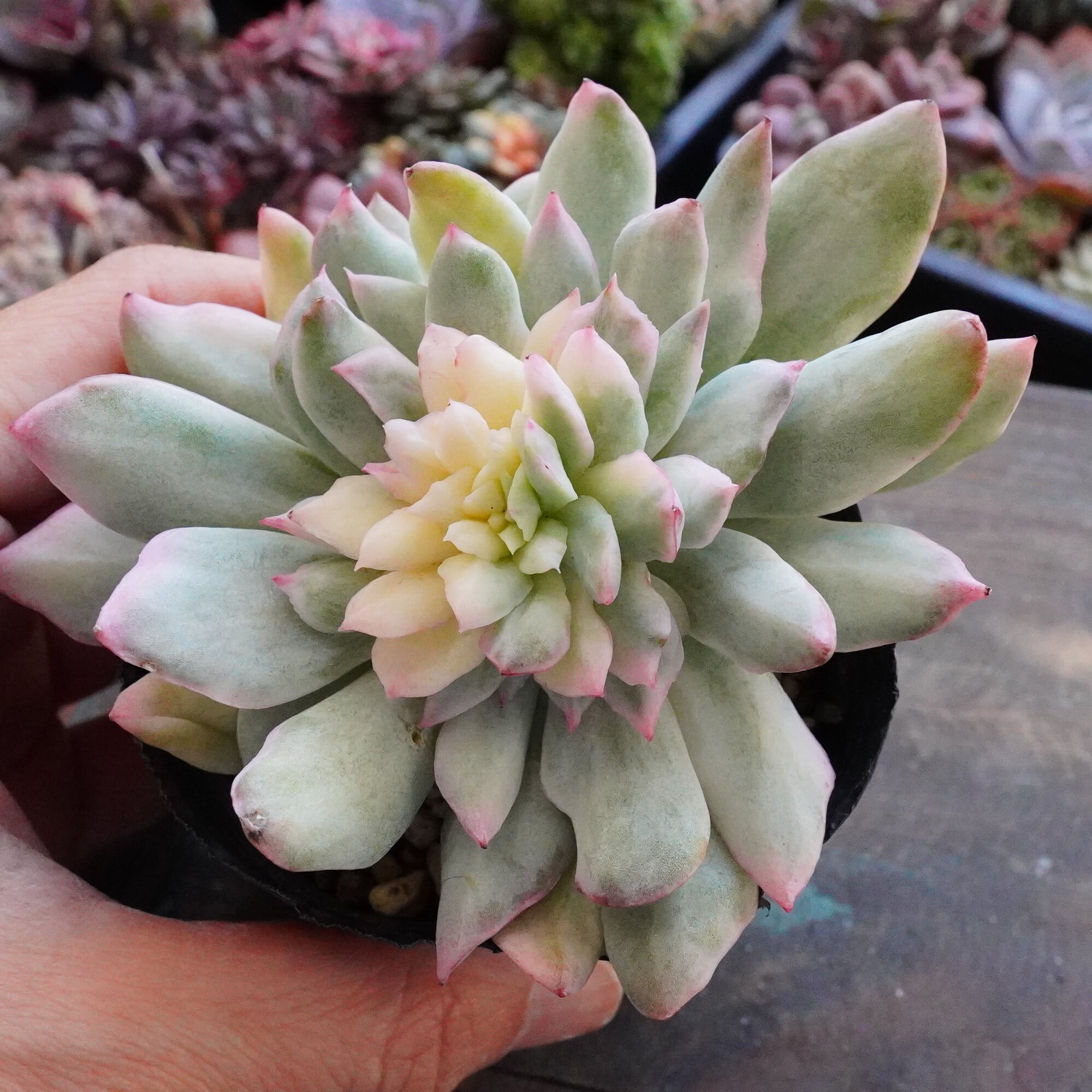 【ブラッドブリアナ錦】斑入り エケベリア 極上 激レア | E-TANIKU