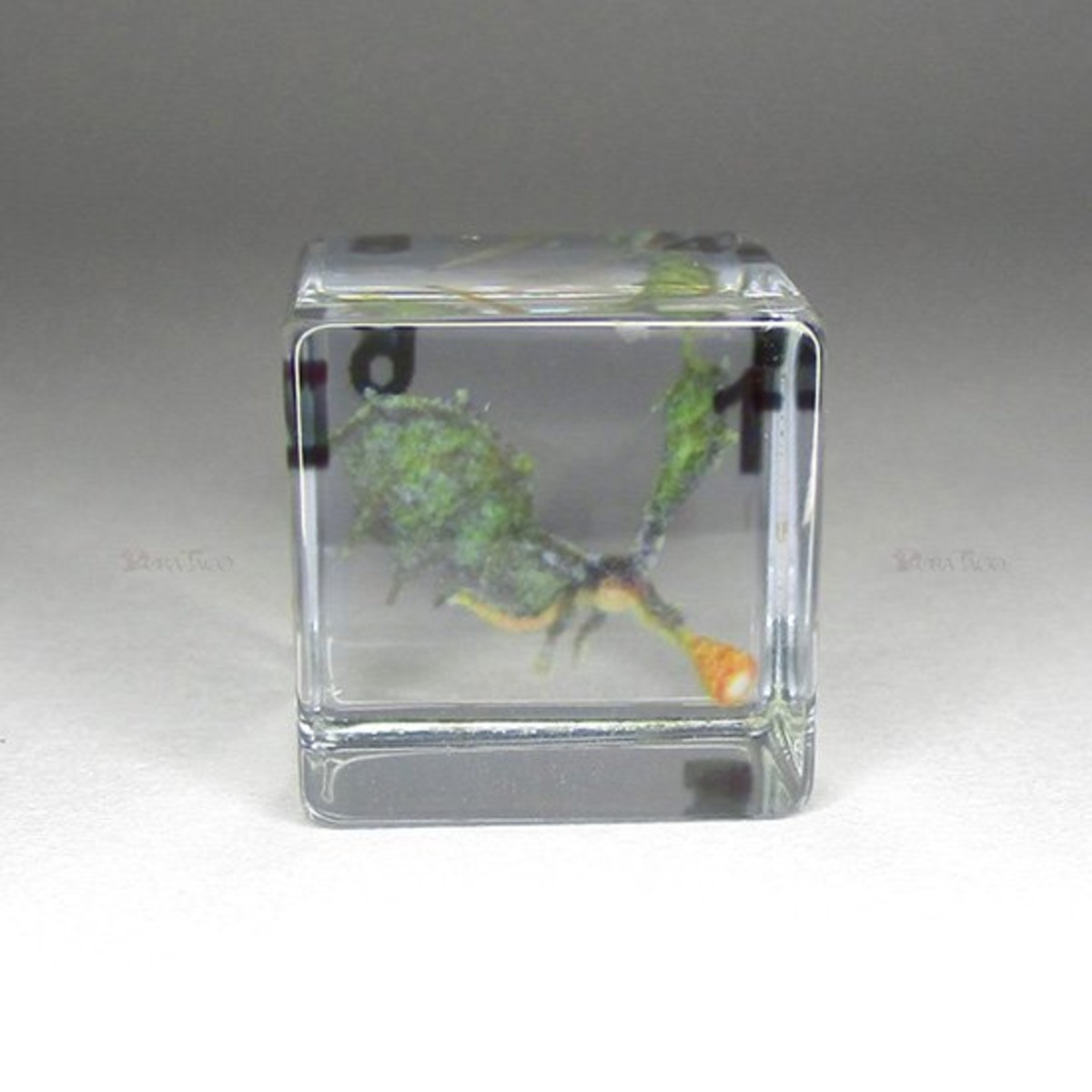 3Dice【ドラゴン】6面ダイス 3dice01 | ダイス専門店ドラタコ BASE店