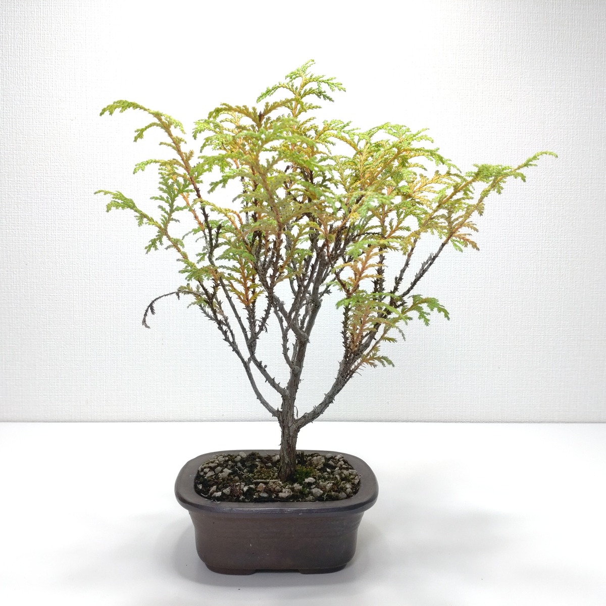 椹（サワラ）盆栽 SS006 | 盆栽創【Bonsaisou】