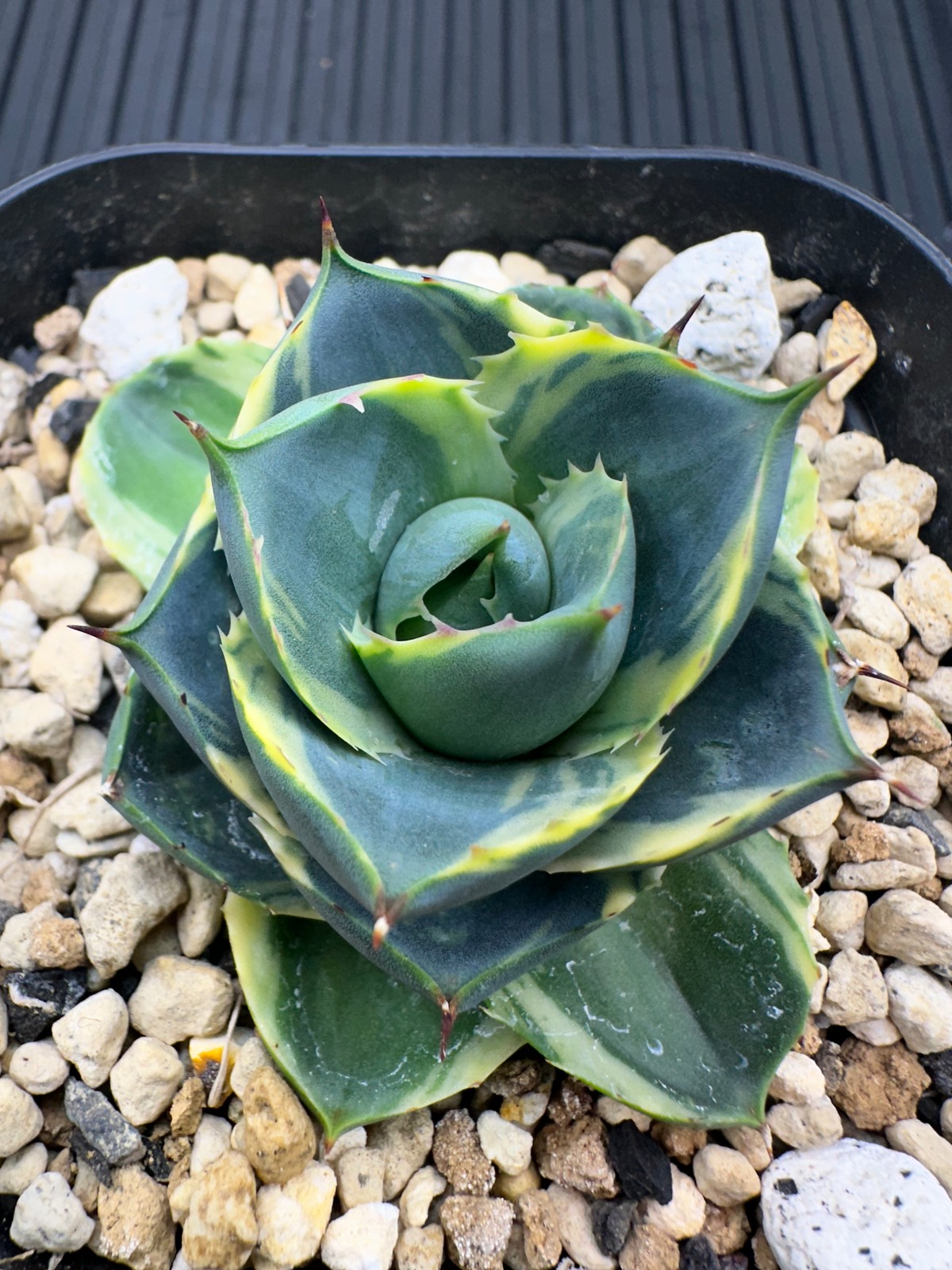 アガベ ピクシー錦 ティンカーベル | simoom.