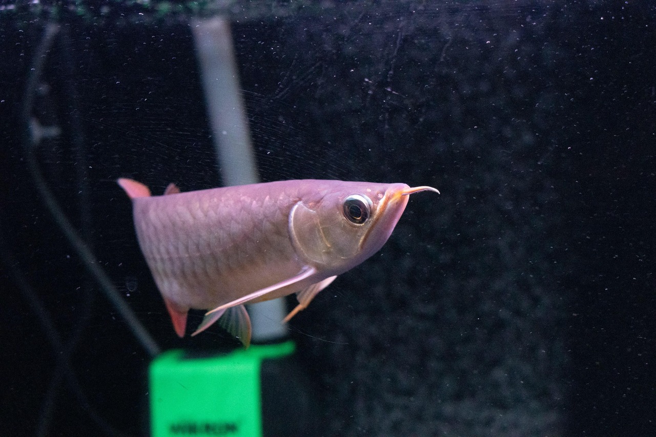 MIKE RED 7 | アロワナ専門店SISIK Online Shop