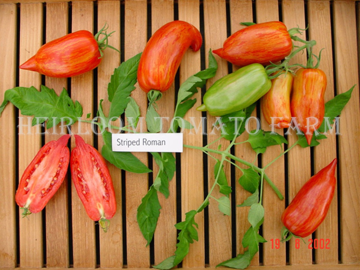 Heirloom Tomato® Striped Roman エアルーム・トマト・ストライプド・ロマン | Heirloom Tomato Farm