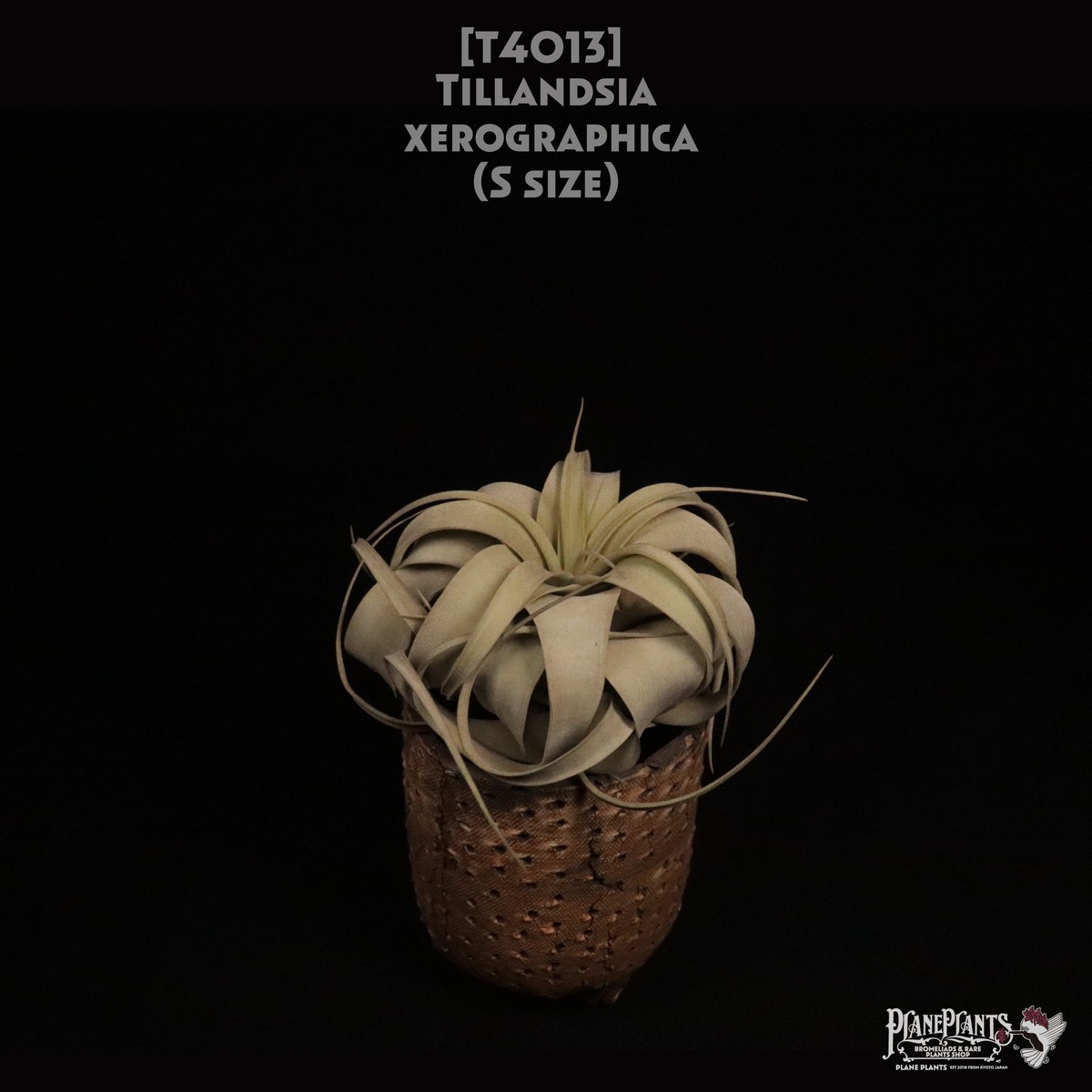 【送料無料】xerographica S〔エアプランツ〕現品発送T4013 | plane plants