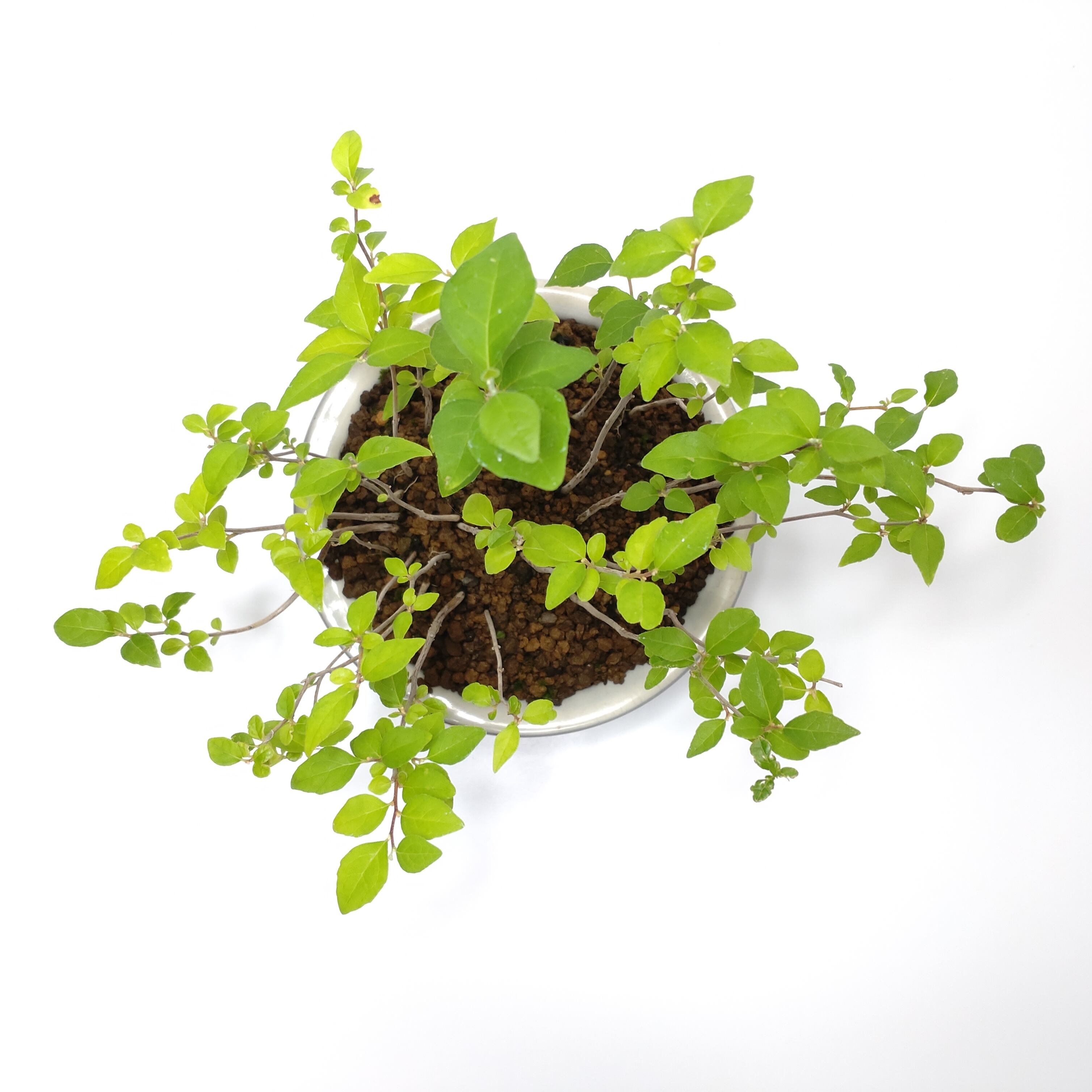 エゴノキ盆栽 G005 | 盆栽創【Bonsaisou】