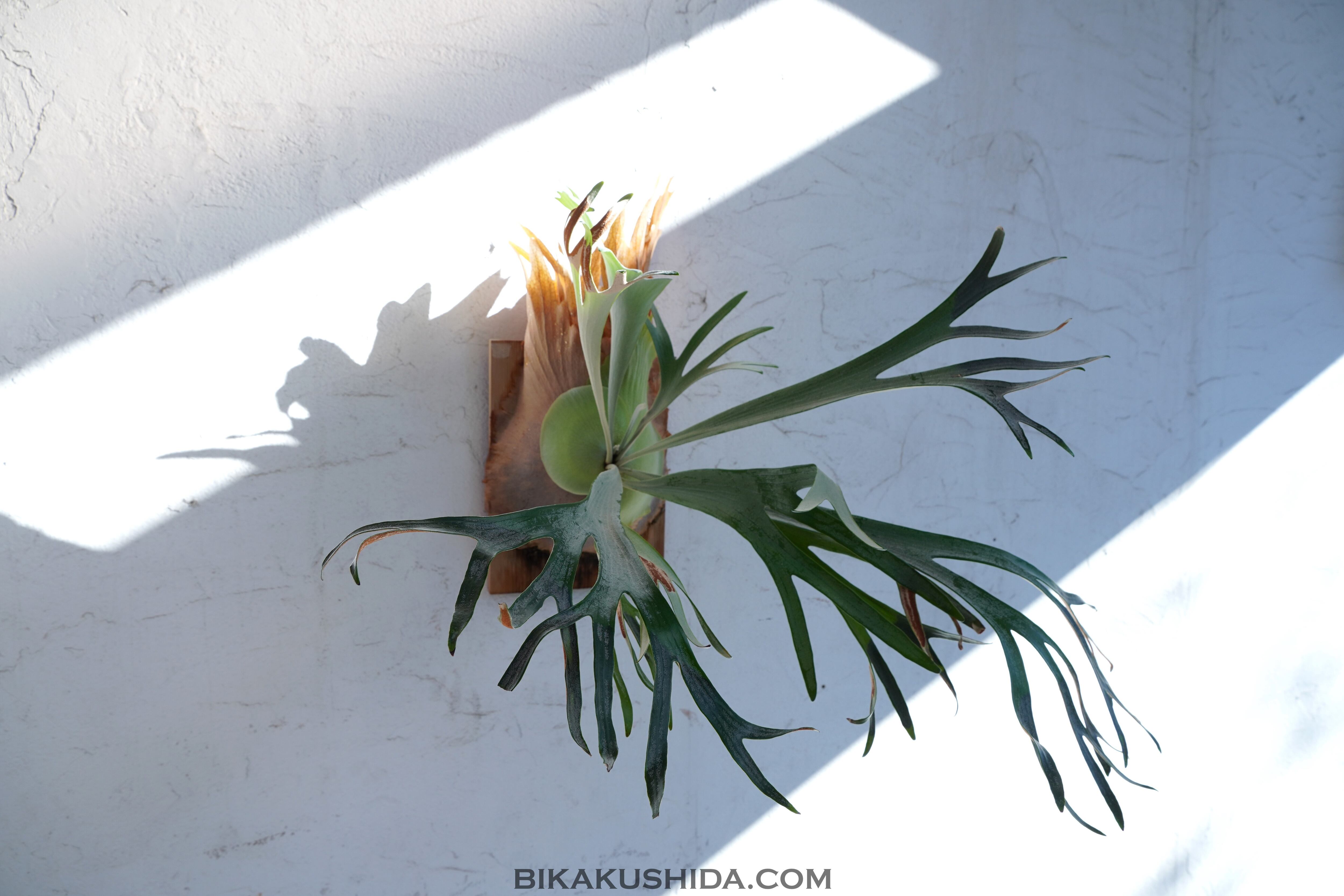 P. White Hawk sporeling 【胞子培養株】 | ビカクシダと僕。