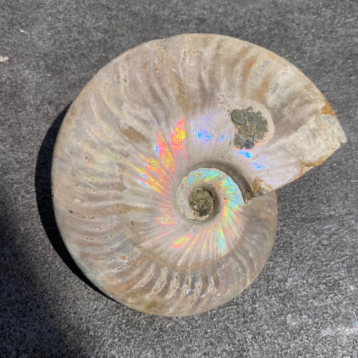 Rainbow white ammonite | MOOD gemstones