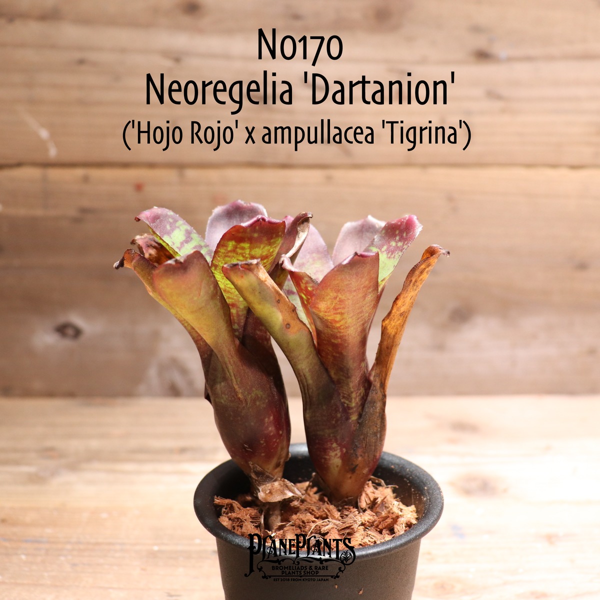 【送料無料】Neoregelia 'Dartanion'〔ネオレゲリア〕現品発送N0170 | plane plants