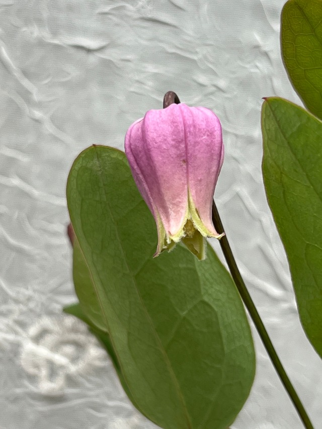Clematis addisonii CA2301 | Yatsugatake Flower Power