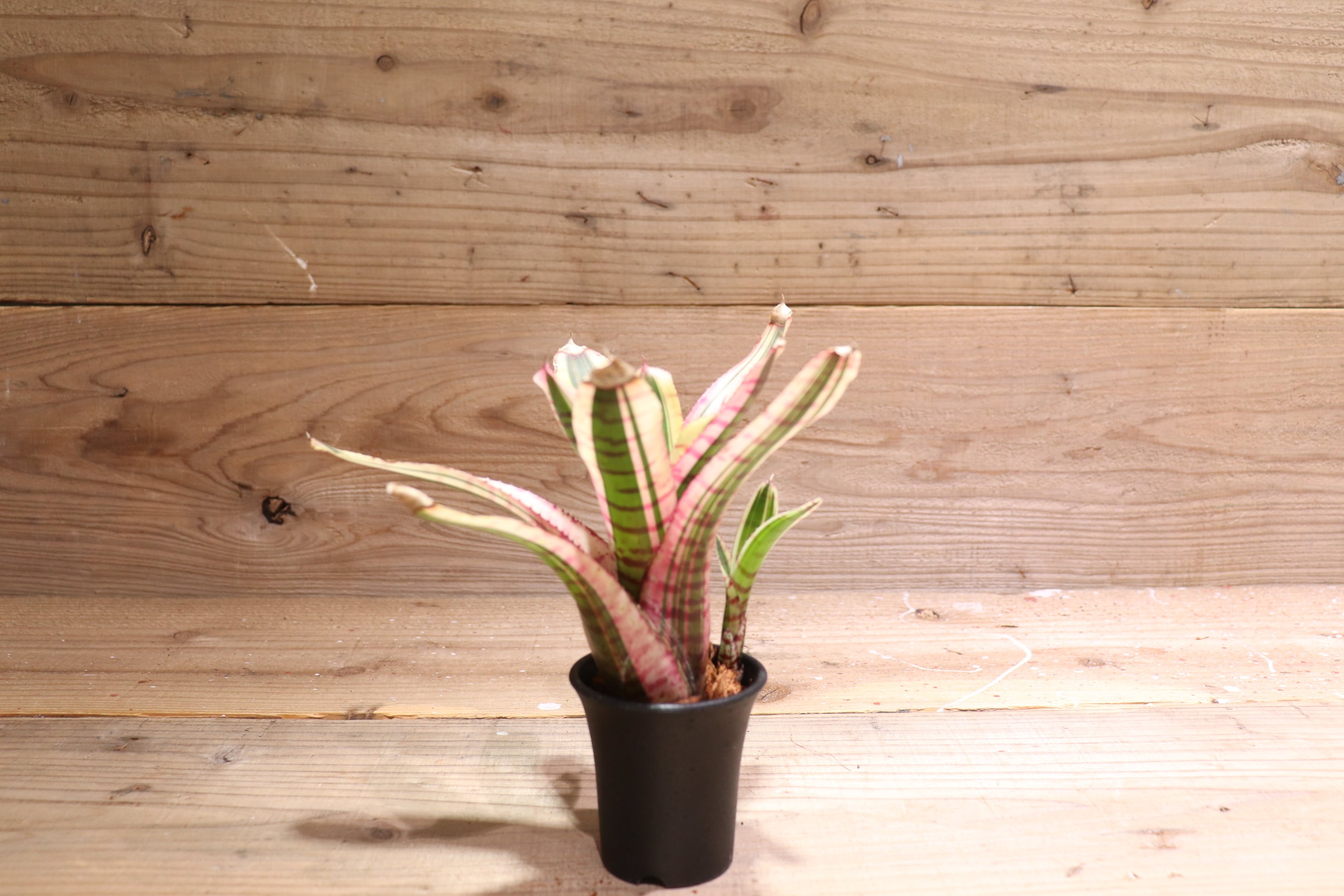 送料無料】Neoregelia 'Brushing Zebra' (子株付き 送料無料】Neoregelia 'Brushing Zebra' (子株付き