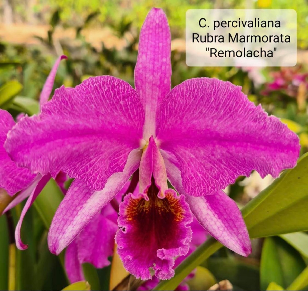 C. percivaliana f. rubra marmorata 'Remolacha' NT | mytorchid