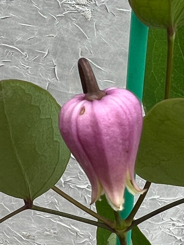 Clematis addisonii CA2301 | Yatsugatake Flower Power