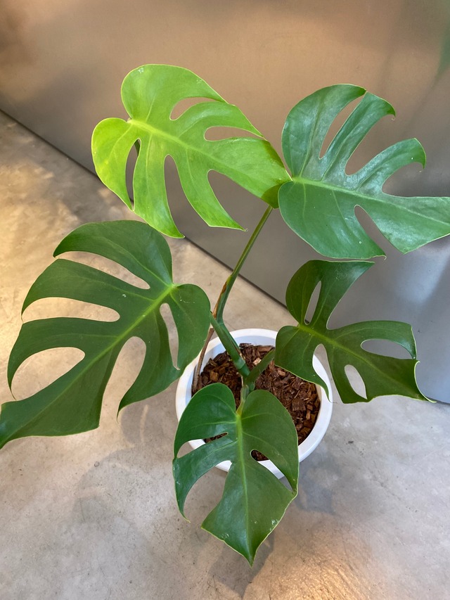Monstera 〝compacta〟 | LILY