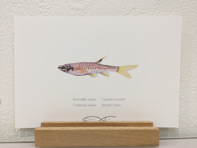 Copella arnoldi(Splash Tetra) Drawing Postcard | Osakanacraft