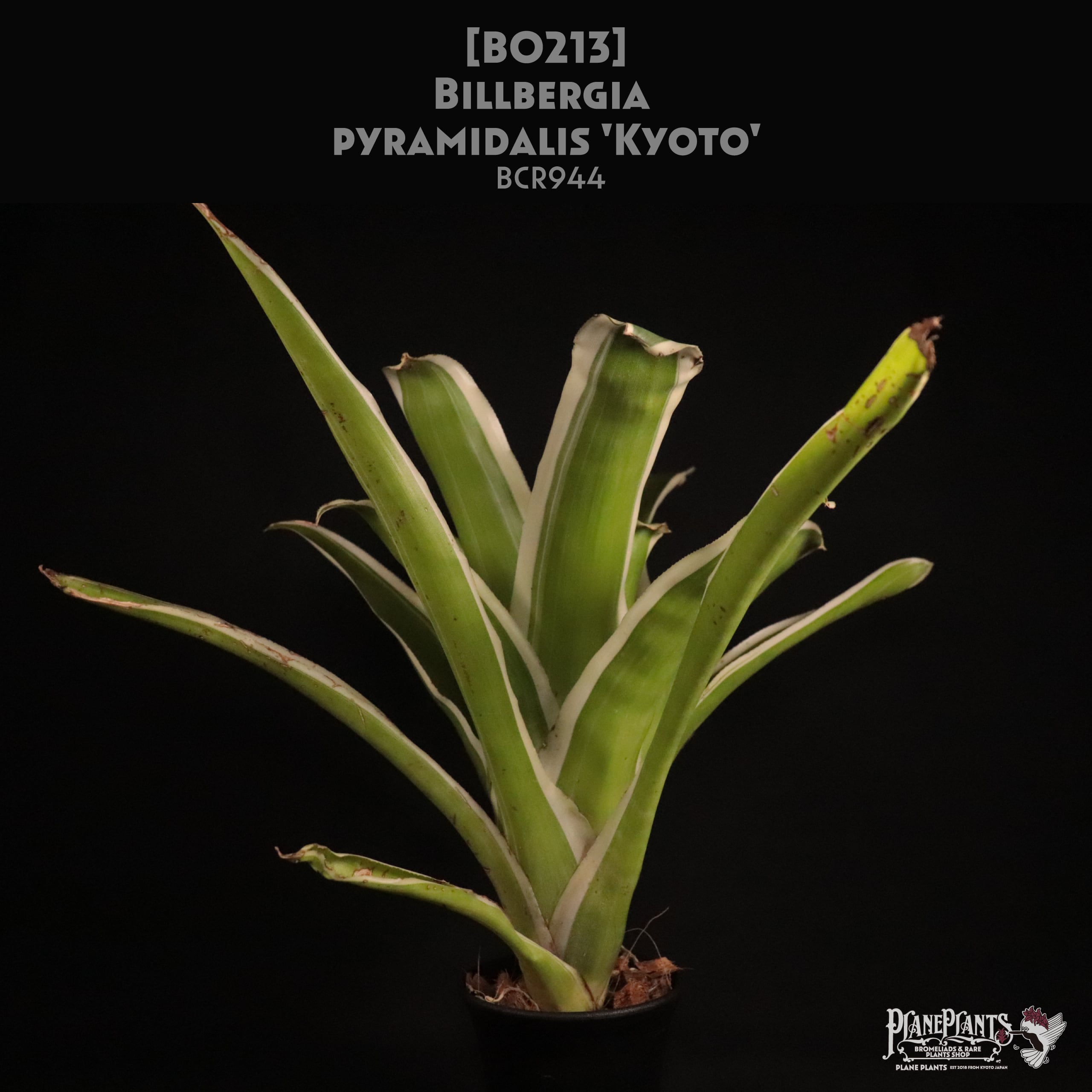 【送料無料】Billbergia pyramidalis 'Kyoto'〔ビルベルギア〕現品発送B0213 | plane plants