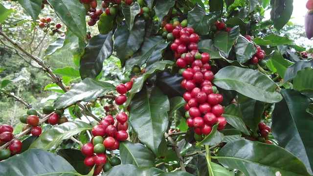 ニカラグア・SHG キータスウエノス農園 中浅煎り 100g | Aokati coffee and roaster