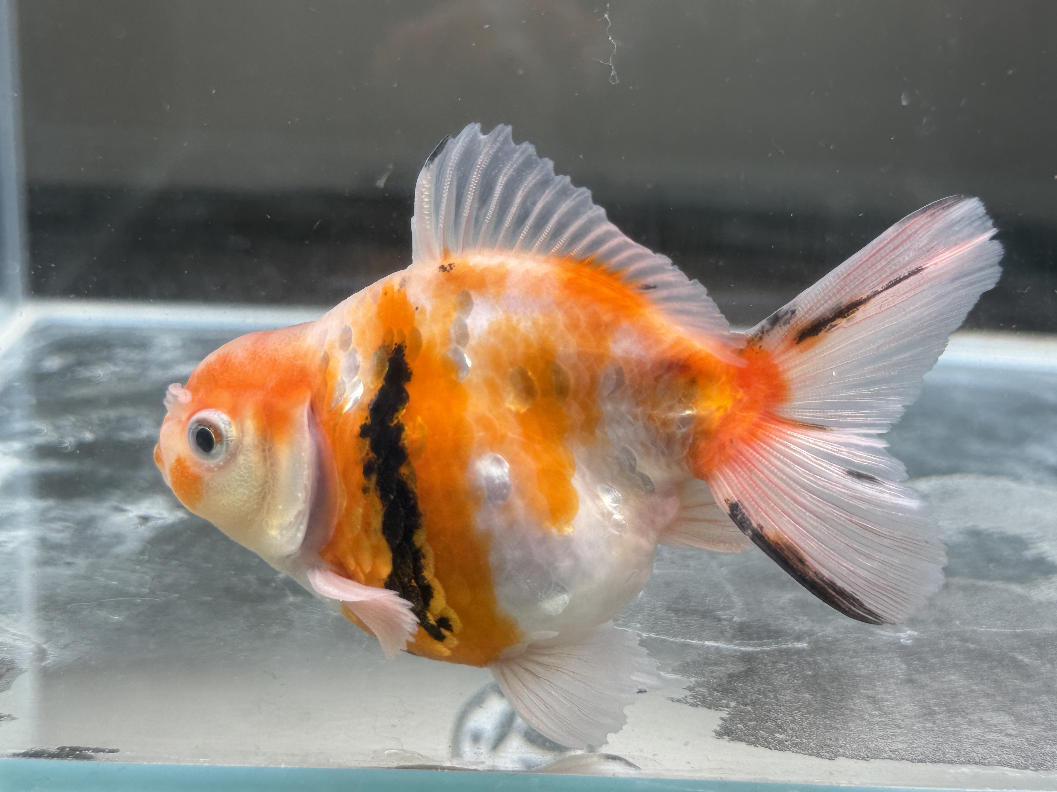 オランダ | SAMURAI FARM