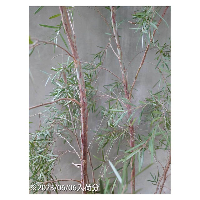 Silver tea tree | Seeding